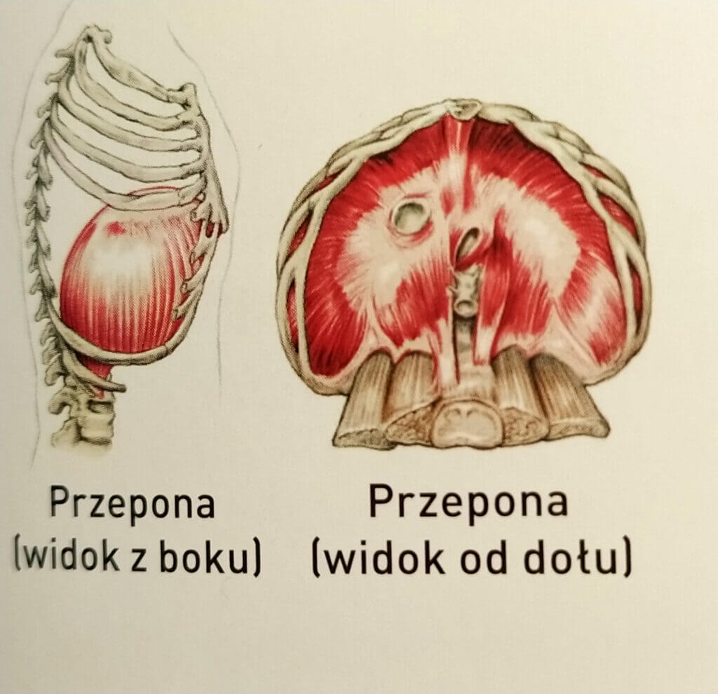 Przepona. Twój ukryty sprzymierzeniec - Rehamental - blog o ... Przepona. Twój ukryty sprzymierzeniec - Rehamental - blog o ...